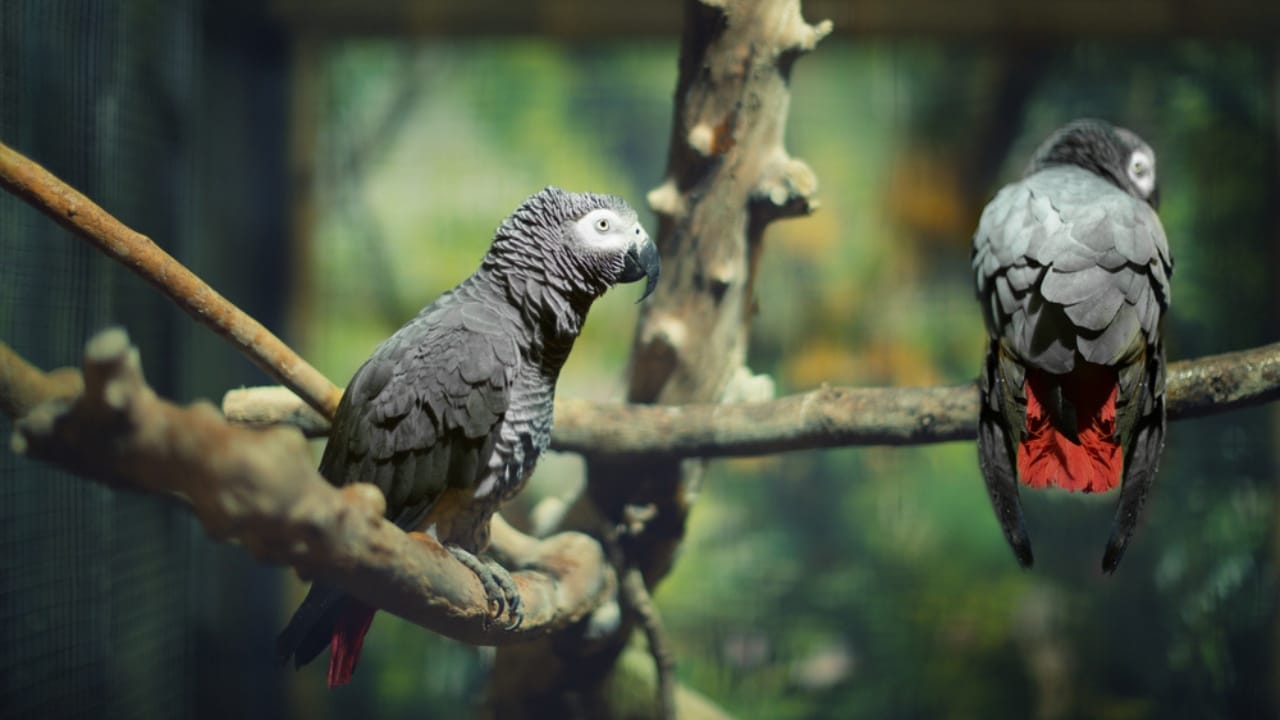 10 Things About the Dracula Parrot You Probably Didn’t Know