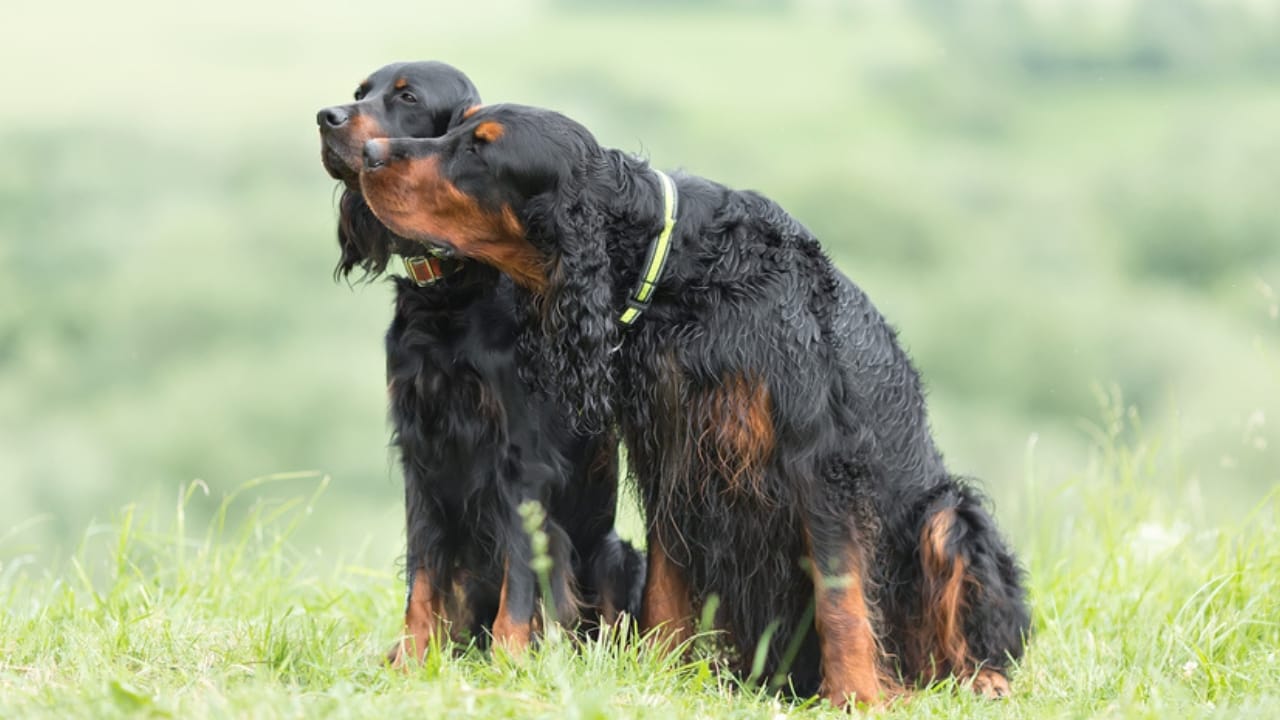 Meet the Gordon Setter: 10 Facts About the Breed Known for Its Royal ...