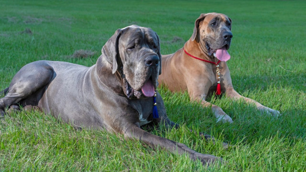 10 Things About Great Danes That Set Them Apart
