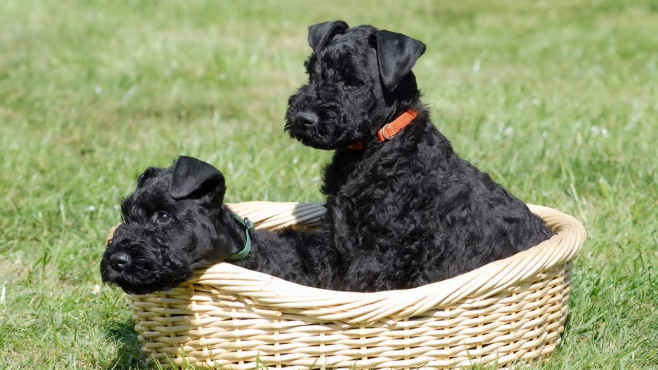 10 Facts About the Unique Kerry Blue Terrier Dog Breed, Once Loved by ...