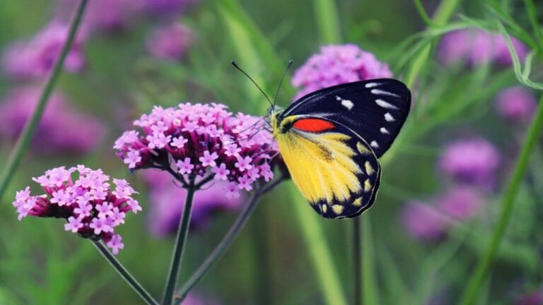 13 Plants That Attract Monarch Butterflies
