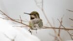 Why Hummingbirds Attack Each Other: Nature's Tiny Aerial Fighters