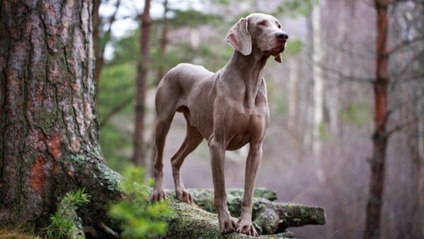 15 Best Bird Dog Breeds for the Avid Hunter