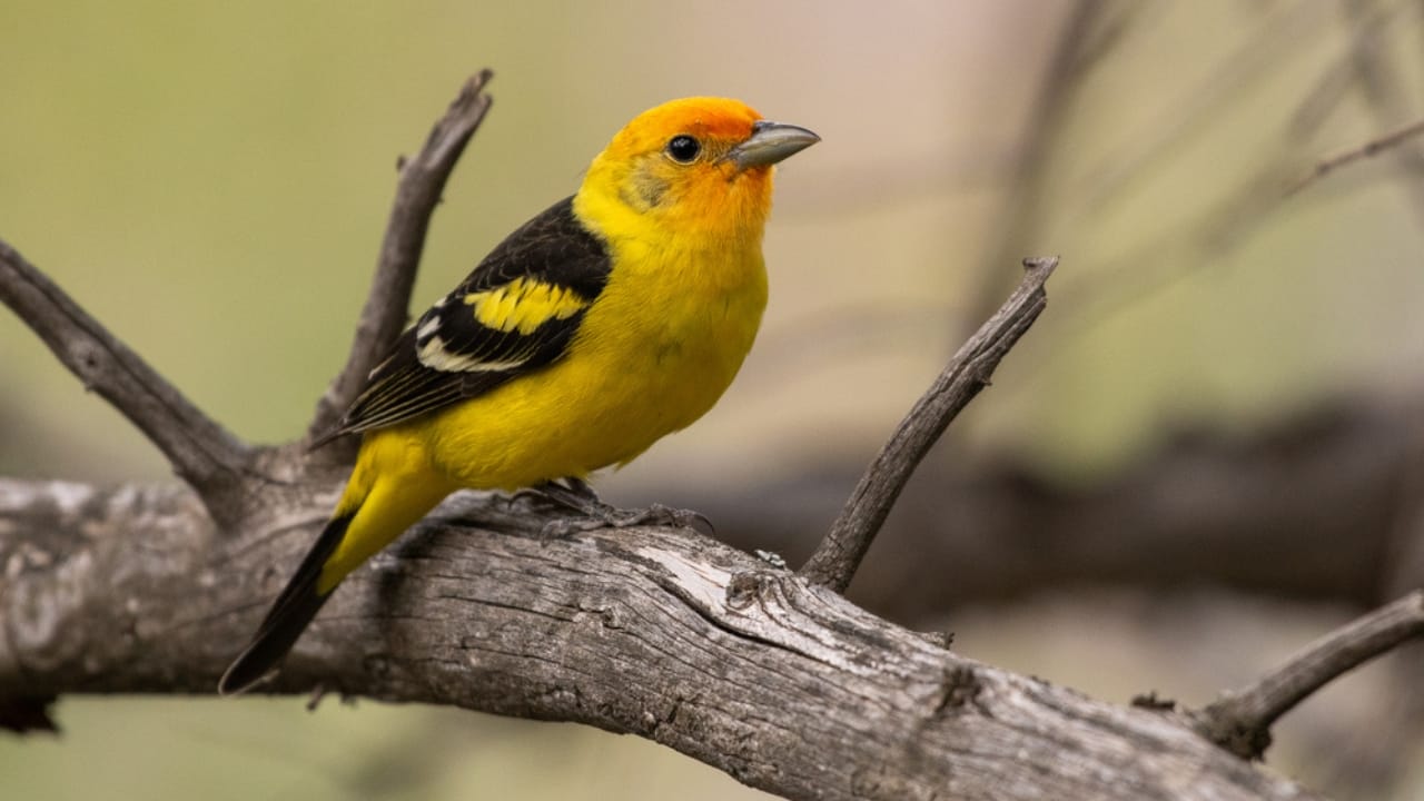 15 Yellow Birds That Add a Touch of Sunshine to Every Forest, Garden ...