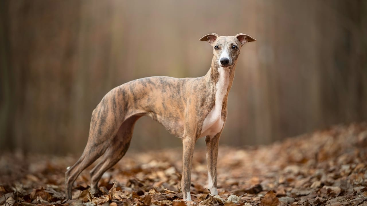 12 Agile Dog Breeds Perfect for Sport & Competition