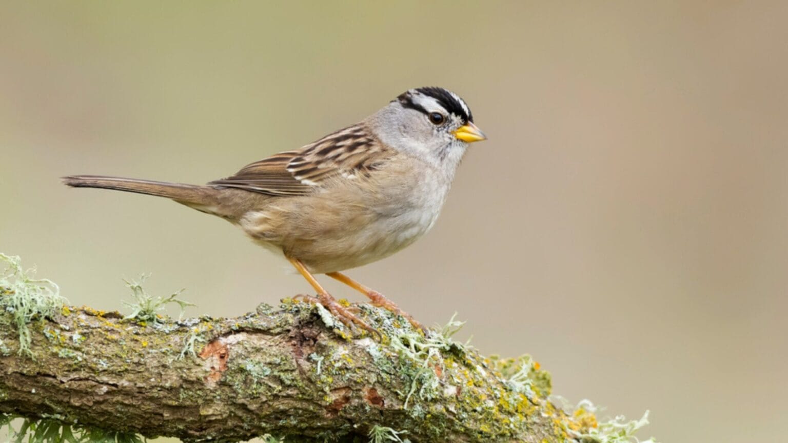 10 Bird Species You're Most Likely to Spot in North America