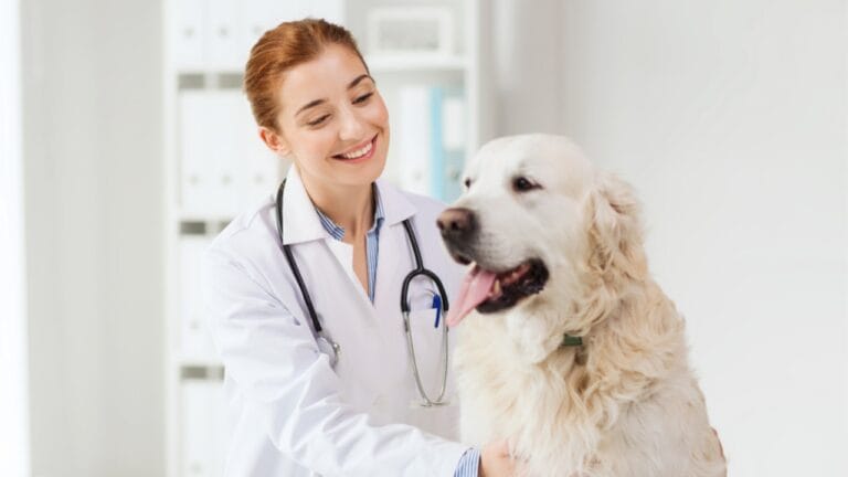 10 Brilliant White Dog Breeds With a Genetic Secret