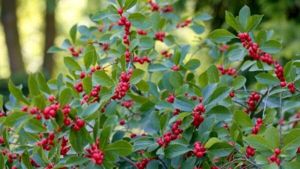 15 Native Plants That Attract & Nourish Local Birds