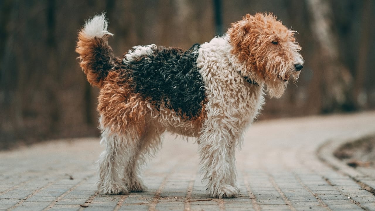 8 Reasons to Fall in Love With the Wire Fox Terrier
