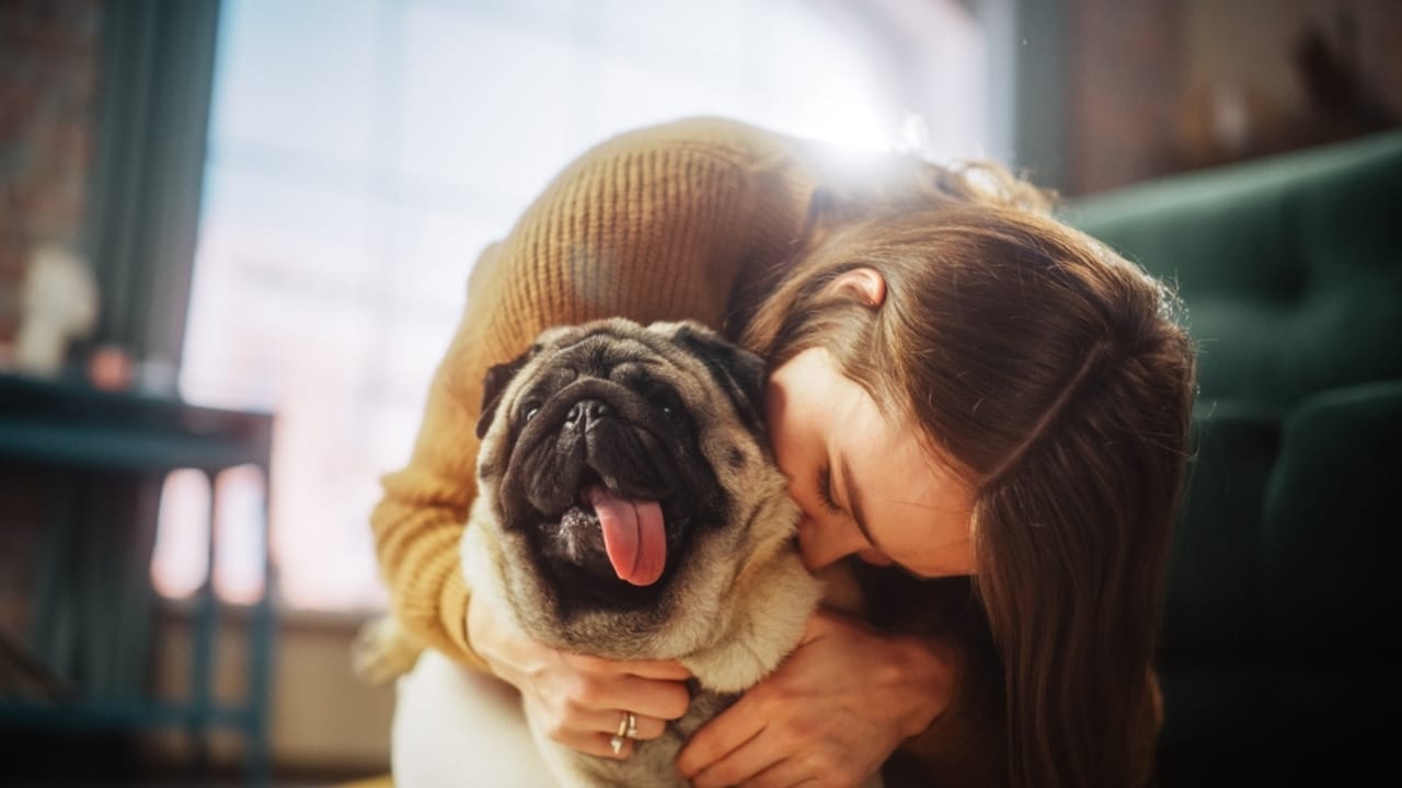 10 Reasons Why a Pug Might Be the Perfect Companion for You