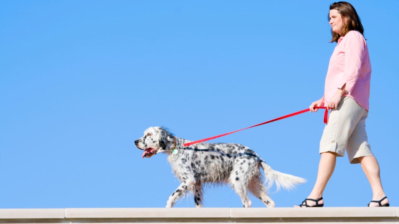 10 Things Only Devoted English Setter Lovers Know