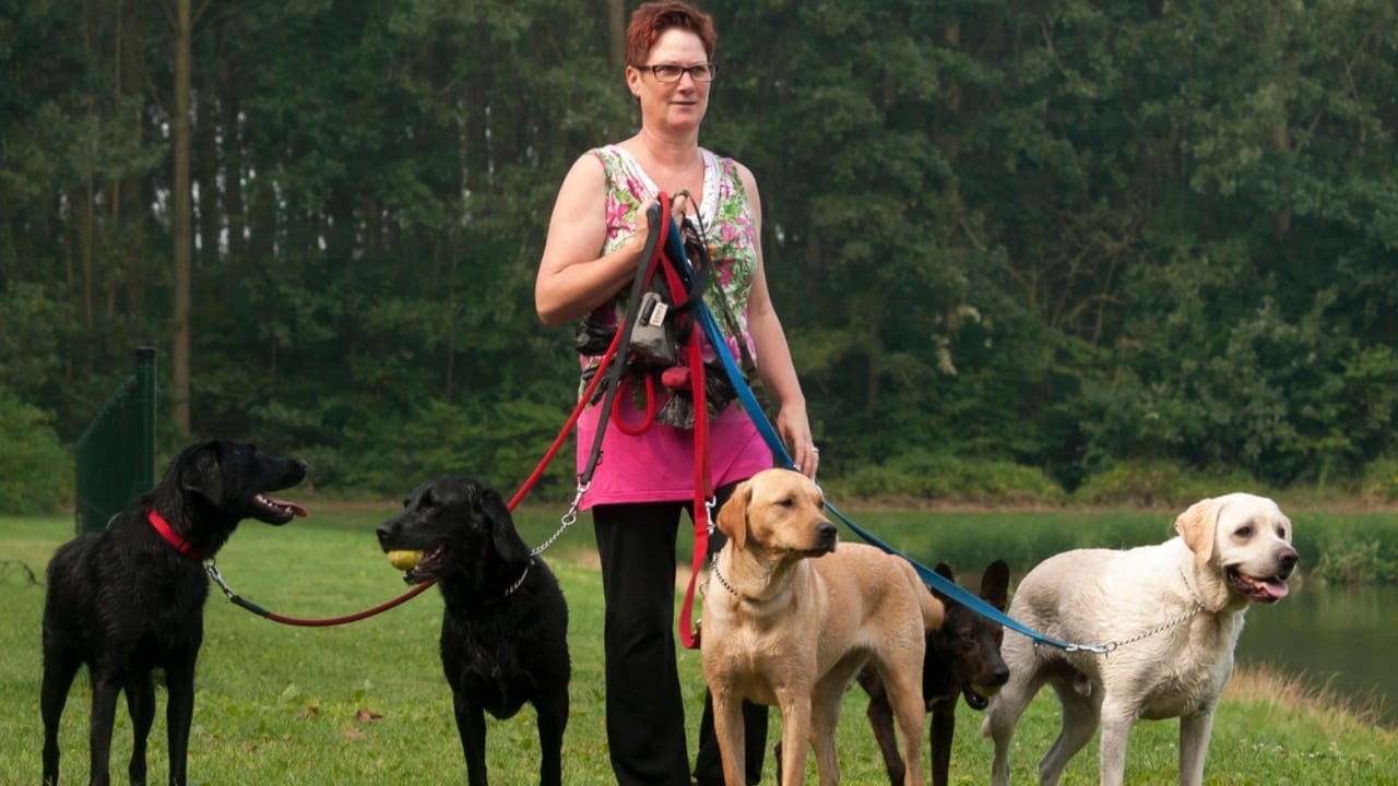 15 Ways Owners Unknowingly Raise Their Dog’s Stress