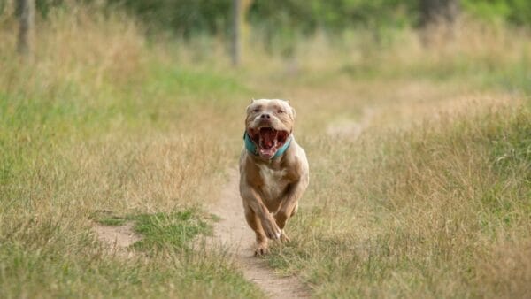 11 Facts About XL Bully Dogs That Potential Owners Should Know