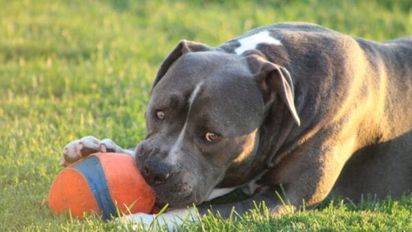11 Facts About XL Bully Dogs That Potential Owners Should Know