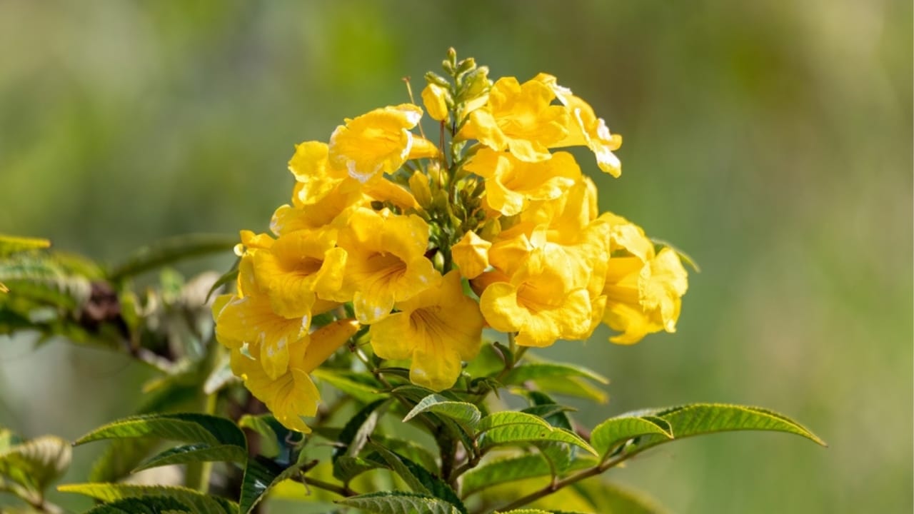 12 Native Flowers That Attract Hummingbirds Like a Magnet