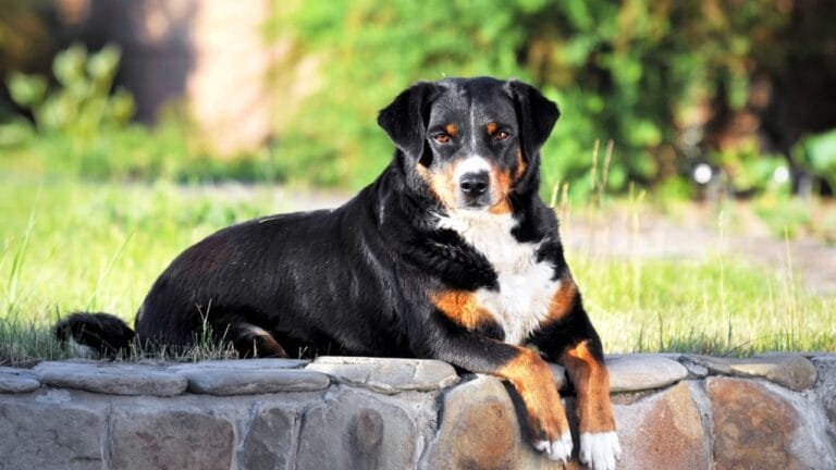 Meet the Appenzeller Sennenhund: 10 Traits of This Rare Swiss Breed