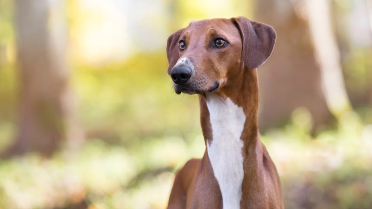 8 Milestones That Shaped the Evolution of the Azawakh Dog