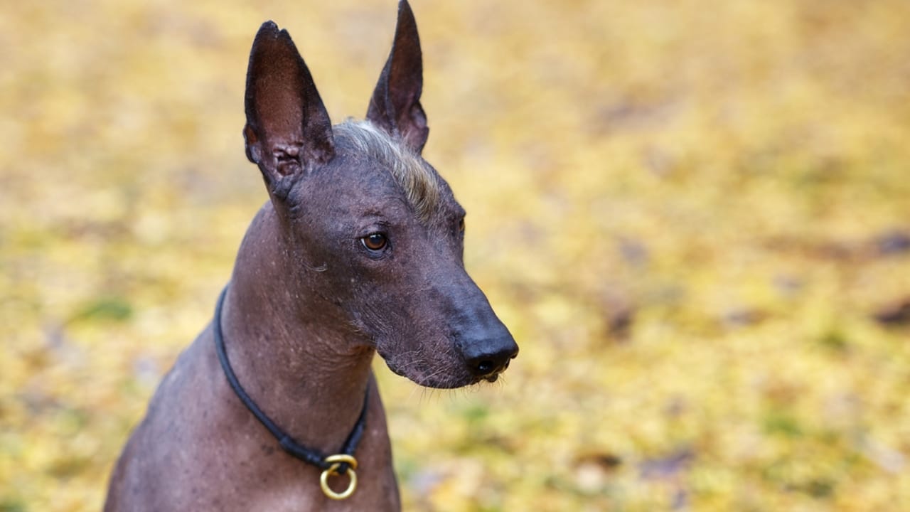 The Xoloitzcuintli: 10 Reasons Why This Breed is Delightfully Weird ...