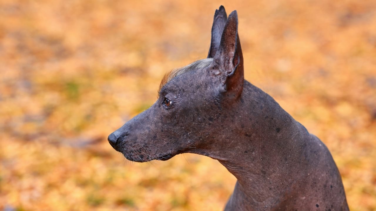 The Xoloitzcuintli: 10 Reasons Why This Breed is Delightfully Weird ...