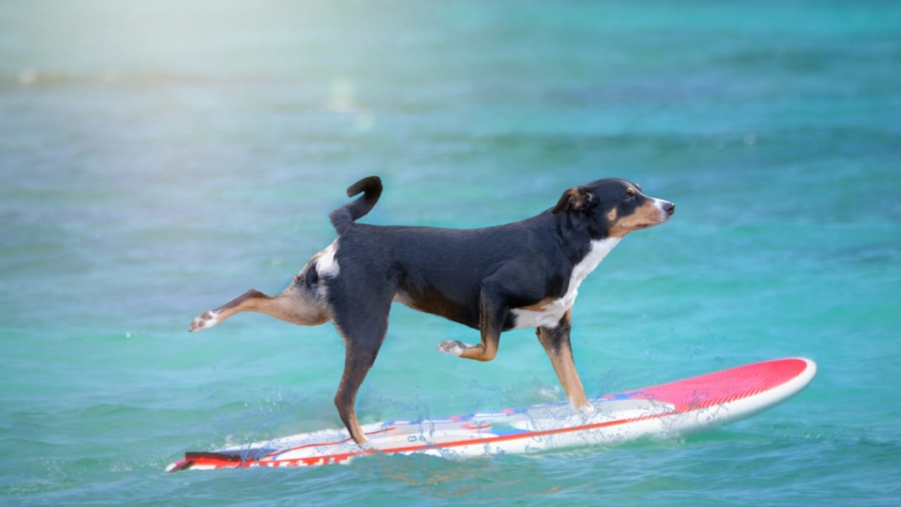 Meet the Appenzeller Sennenhund: 10 Traits of This Rare Swiss Breed