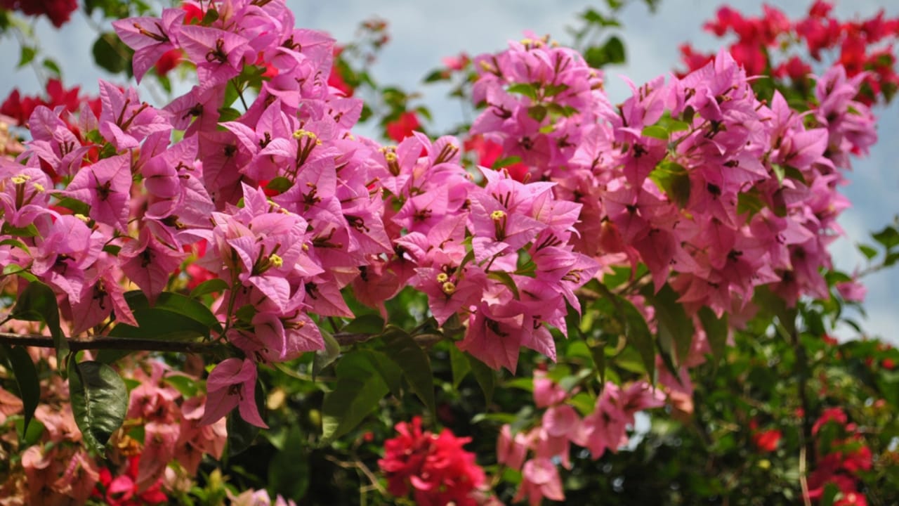 15 Flowers That Look Like Roses but Are Easier to Grow