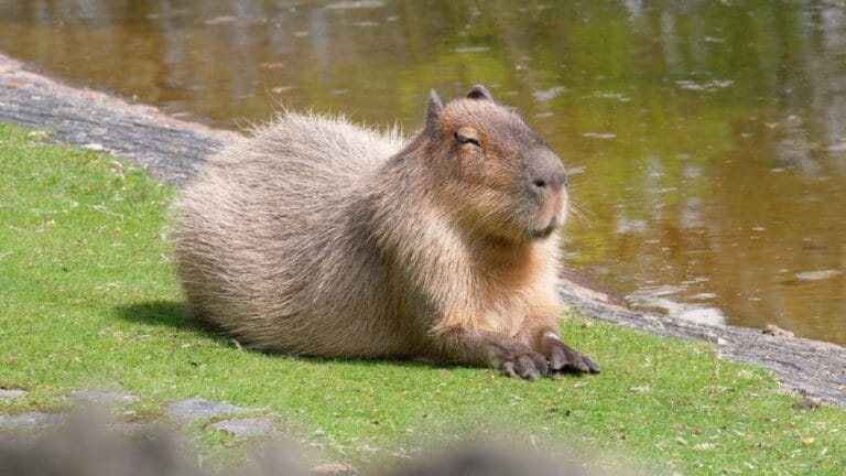 15 Animals Known for Their Gentle & Friendly Nature