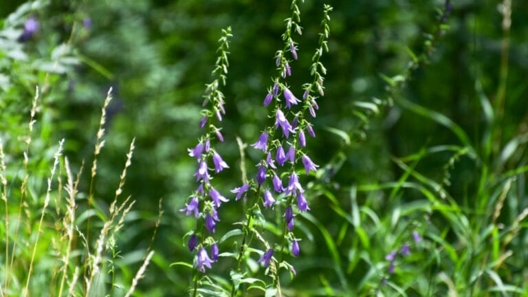 25 Edible Wild Greens To Forage For Your Next Meal