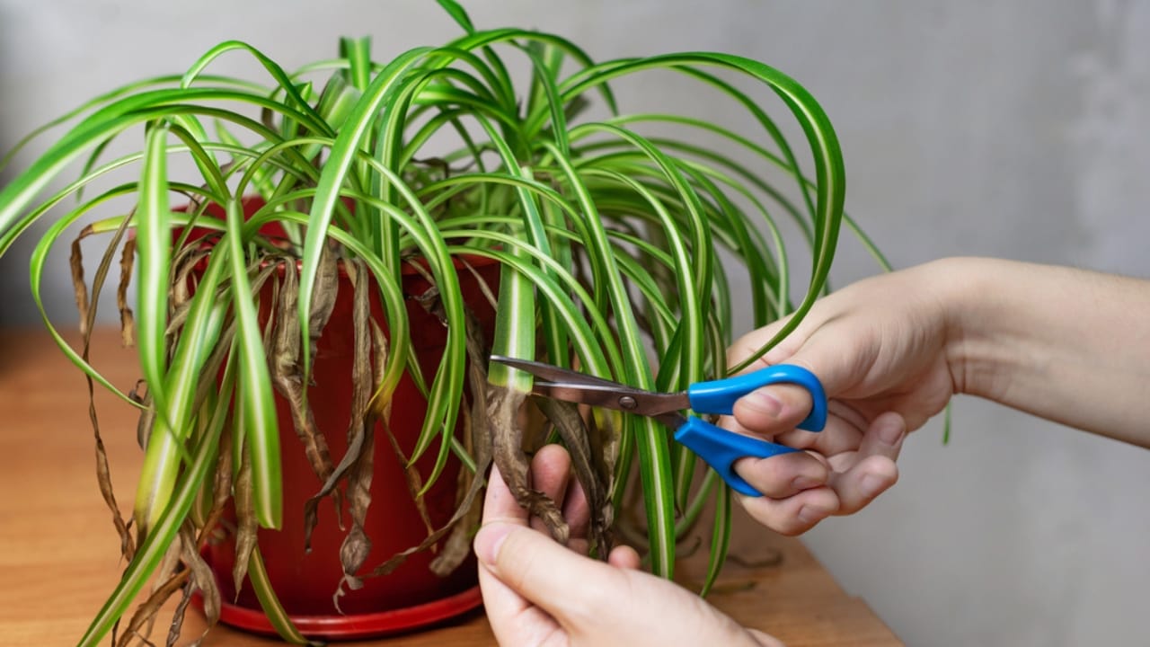 15 Ways to Save a Dying Plant & Bring It Back to Life