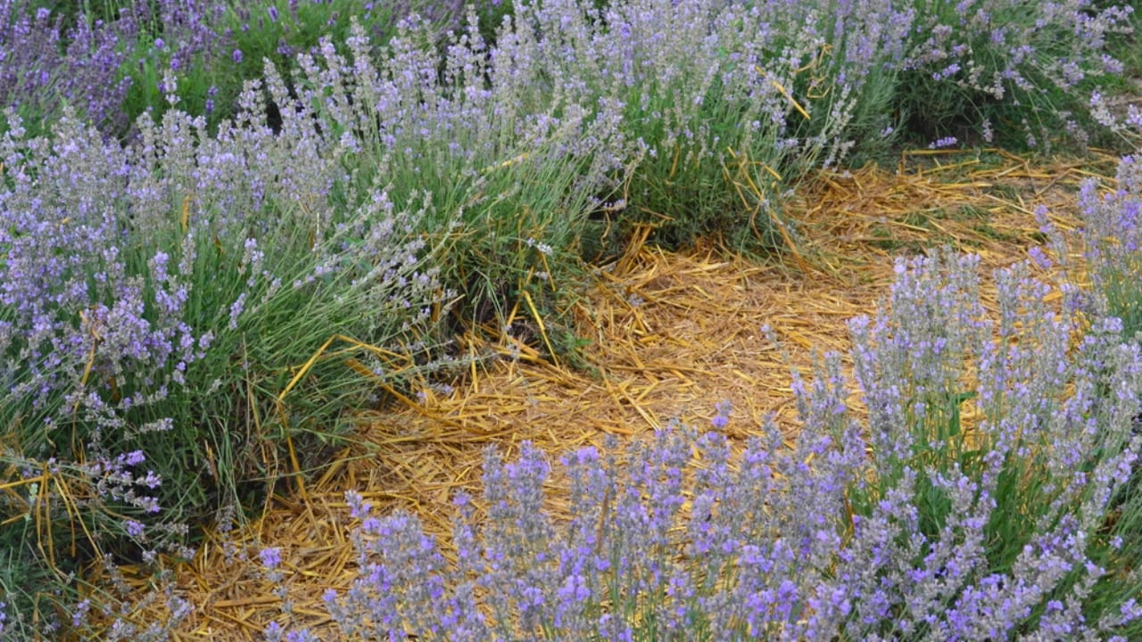 10 Tricks to Revive Your Lavender Plants for a Beautiful Bloom This Year
