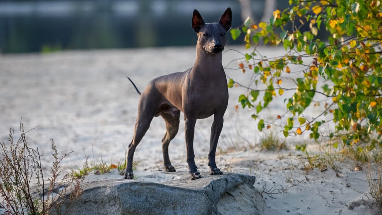 The Xoloitzcuintli: 10 Reasons Why This Breed is Delightfully Weird ...