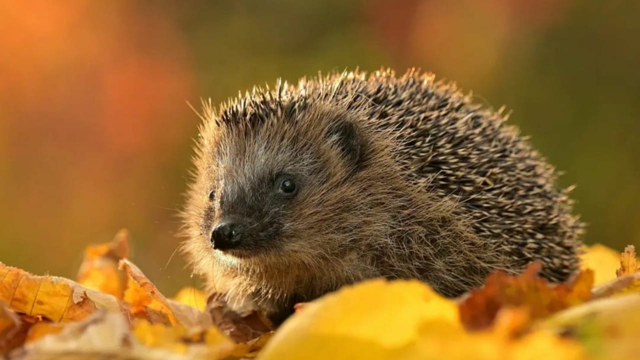 15 Hedgehog Facts That Prove They’re More Than Just Adorable Little Spikes
