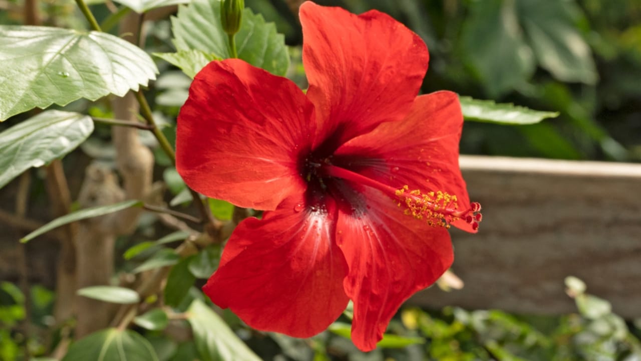 17 Beautiful Plants & Flowers that Symbolize Rich Spiritual Growth