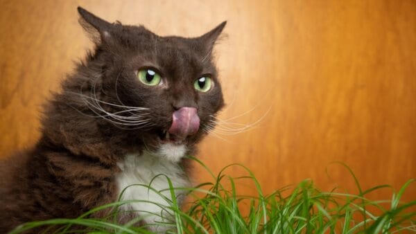 15 Miniature Cat Breeds that Prove Big Attitudes Come in Small Packages