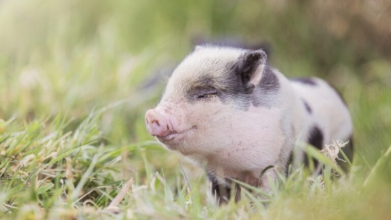 15 Miniature Animals That Prove Size Doesn't Matter When It Comes to ...
