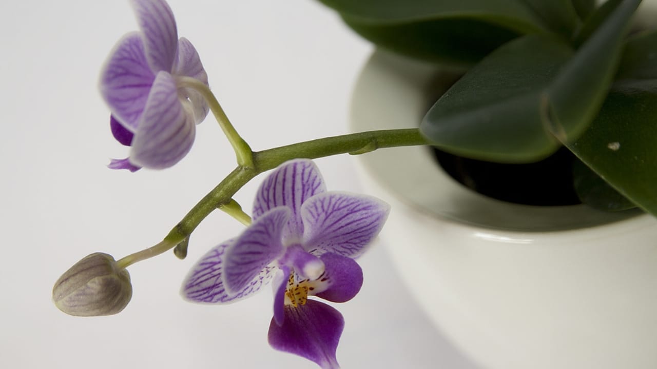 Achieve Long-Lasting, Stunning Orchids with These Simple Growing Tips
