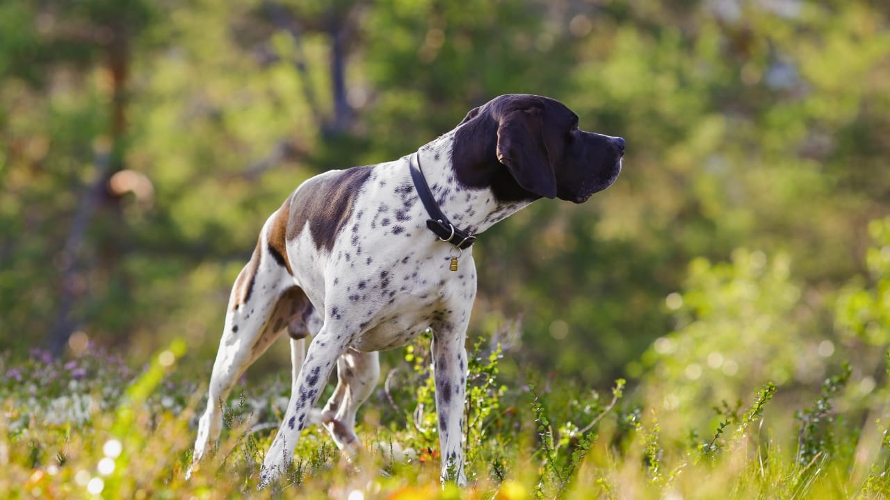 9 Reasons Pointers are Truly Exceptional Canine Companions