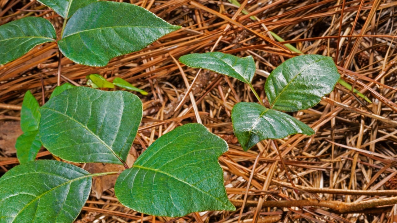 10 Unusual But Highly Effective Ways to Kill Poison Ivy