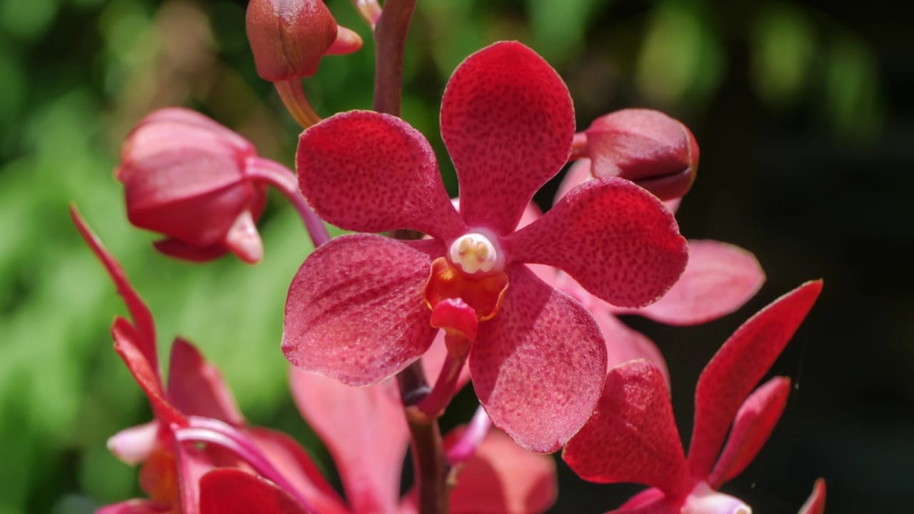Orchid Symbolism Secrets: What 12 Bloom Colors Really Mean