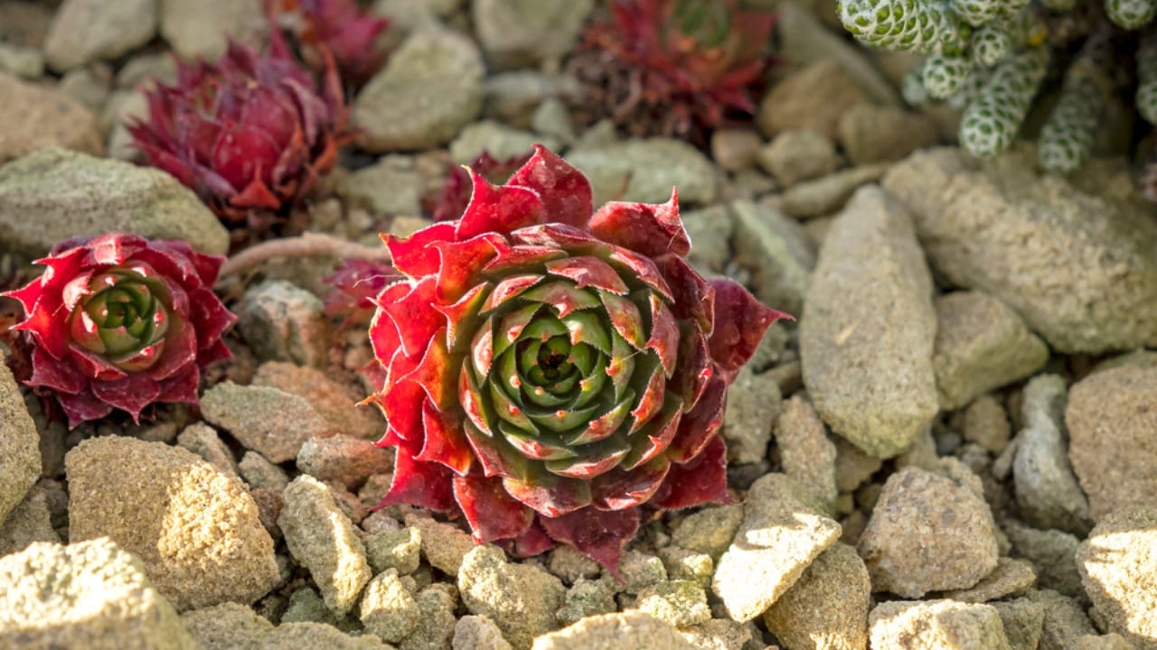 The Simple Trick to Brilliant Succulent Colors