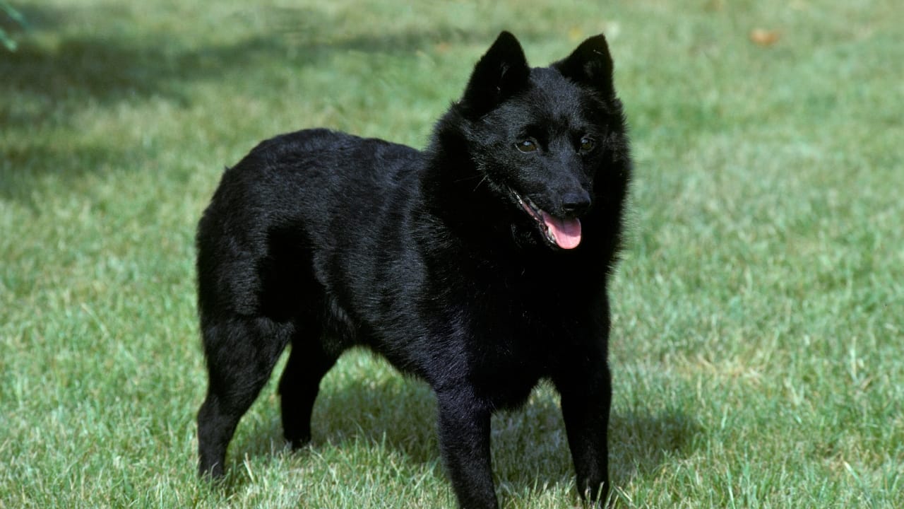 The Tale of the Tail: 8 Facts on the Schipperke’s Unique Look