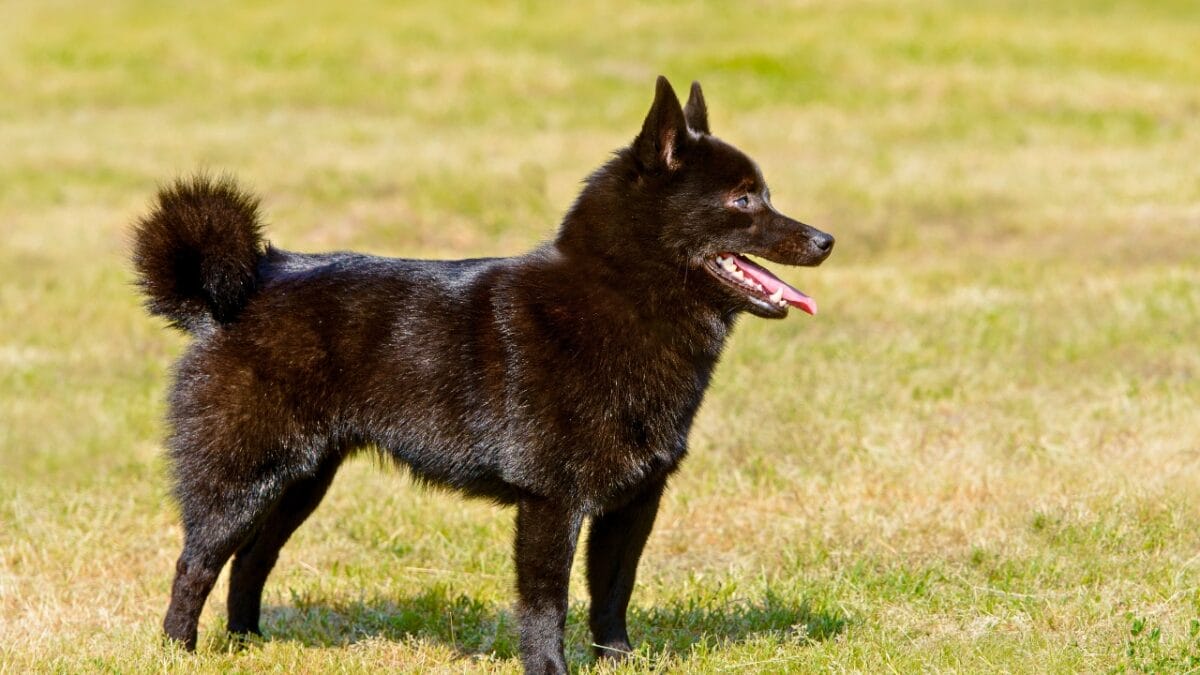 The Tale Of The Tail 8 Facts On The Schipperke S Unique Look