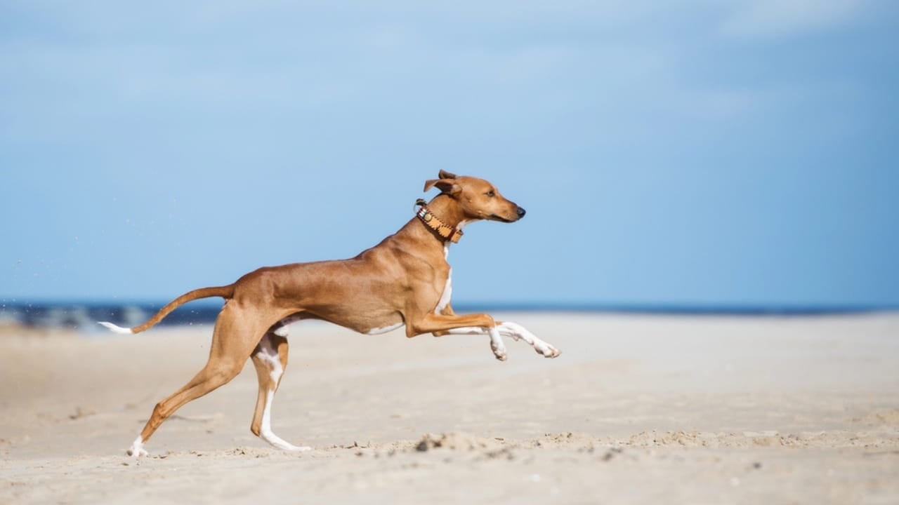 8 Milestones That Shaped the Evolution of the Azawakh Dog