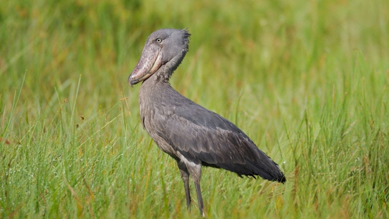 25 Real Animals That Look Too Unique to Be True
