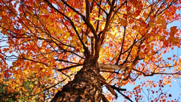 12 Most Beautiful Trees in America & What They Represent
