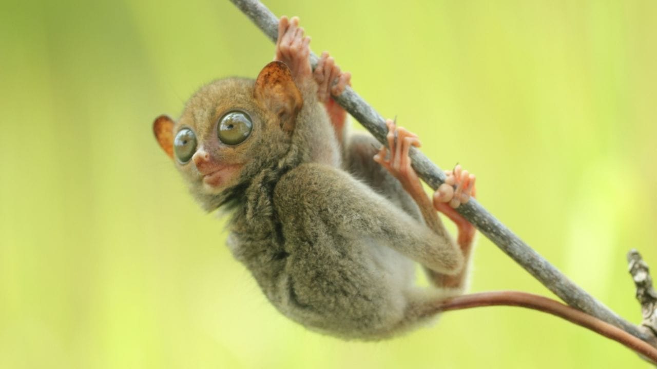 15 Animals That Come to Life After Dark