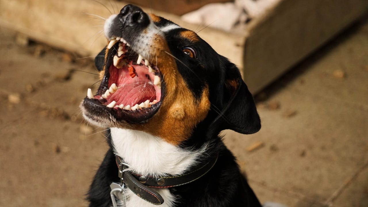 Is Your Dog Barking at Thin Air? 6 Explanations for This Puzzling Behavior