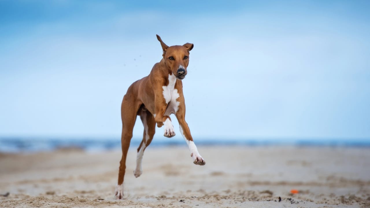 8 Milestones That Shaped the Evolution of the Azawakh Dog