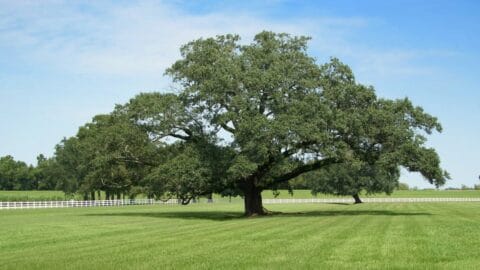 12 Most Beautiful Trees in America & What They Represent