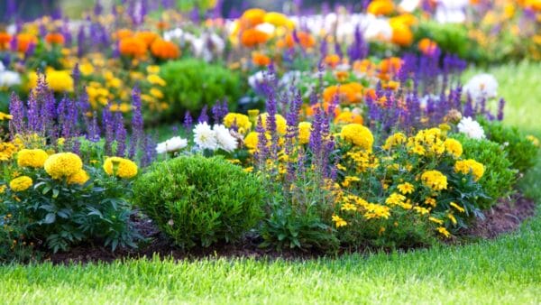 15 Best Filler Plants for a Fuller, Healthier Garden