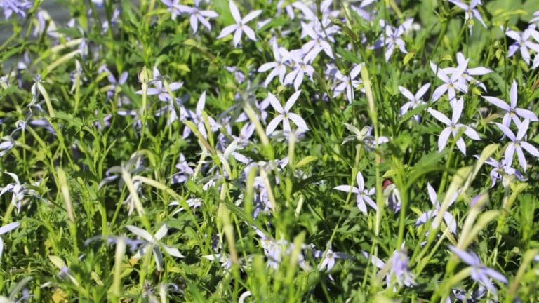 Say Goodbye to Weeds with These 15 Creeping Garden Path Plants